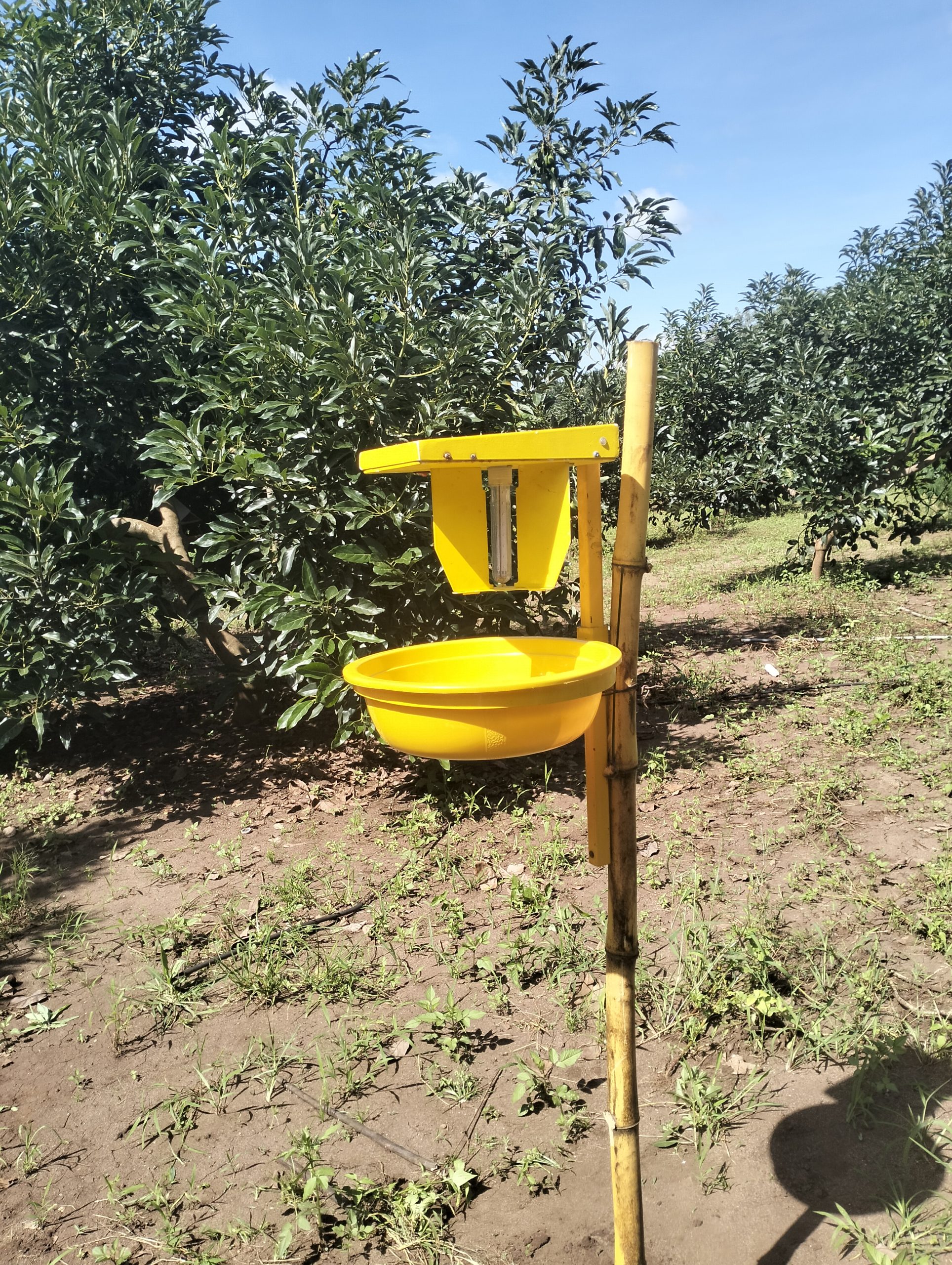 Chui Solar-Powered Insect Trap – Eco Bristo